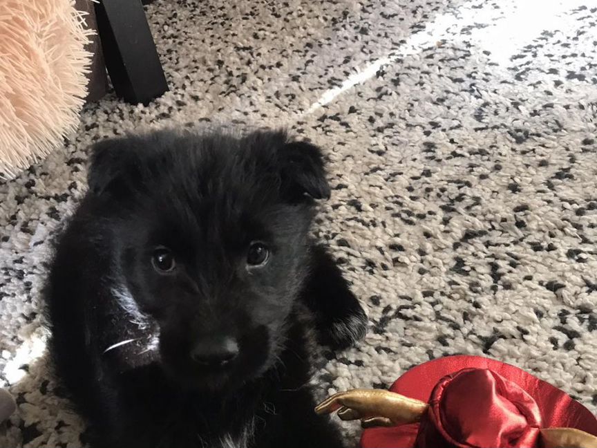 Маленький щенок в добрые руки