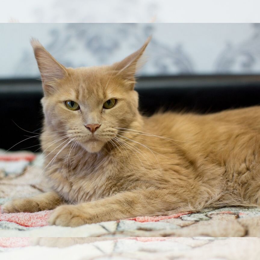 Мейн-кун, взрослая кошка