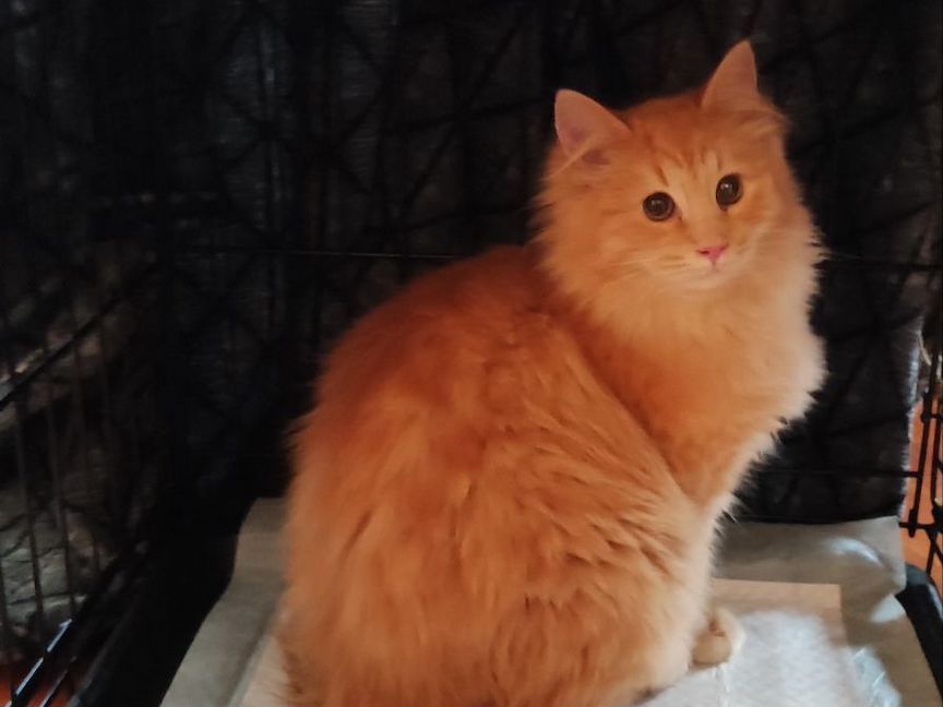 Рыжий ищет дом. Котику 5 месяцев. Труслив