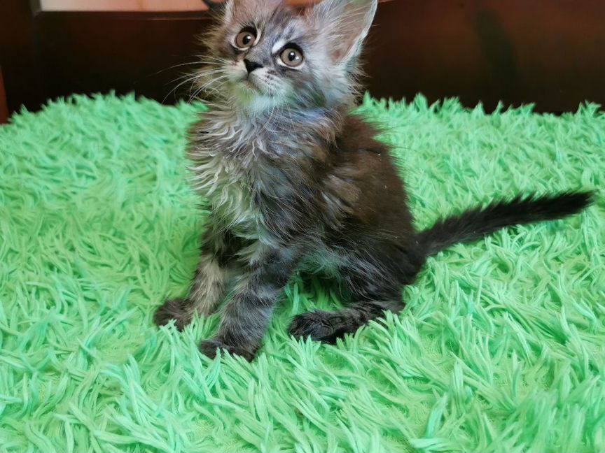 Котята мейн-кун