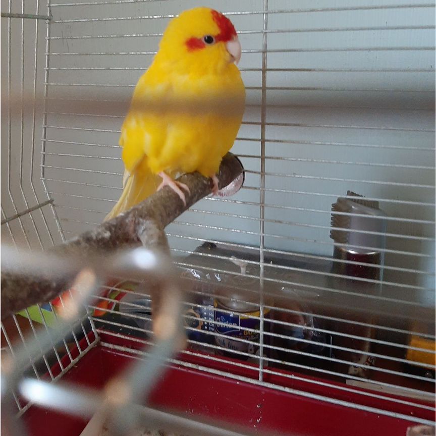 Попугай какарик