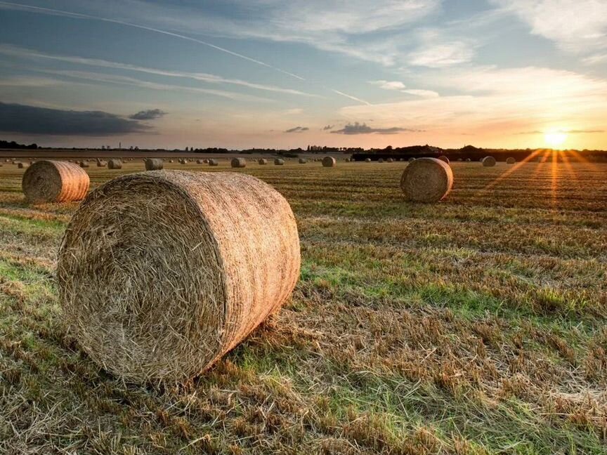 Сено в рулонах 350 кг с доставкой