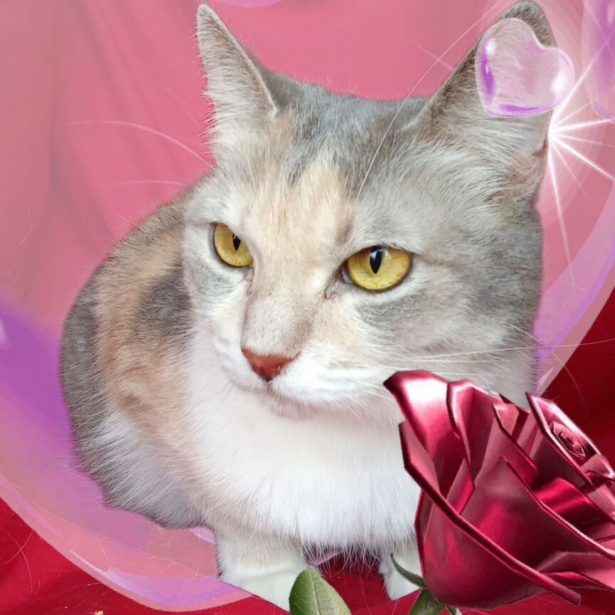 Кошки в добрые руки