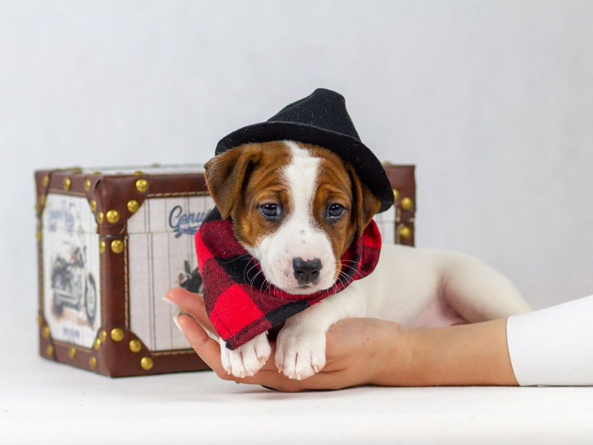 Шикарный мальчик с ярким окрасом