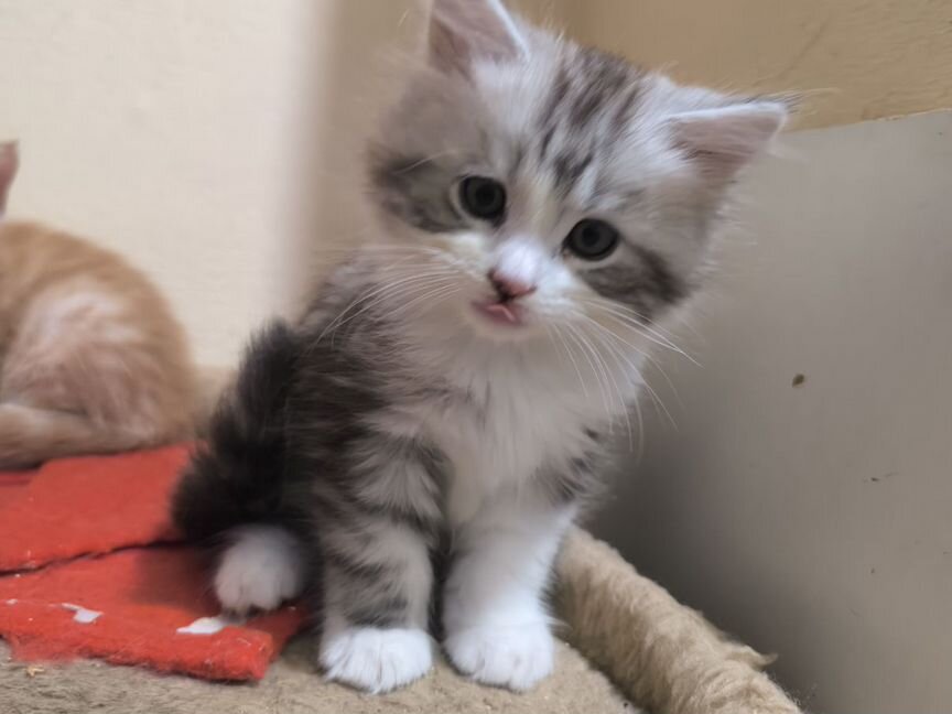 Мейн-кун метис с шотландцем