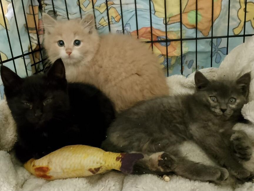 Котятки из подвала