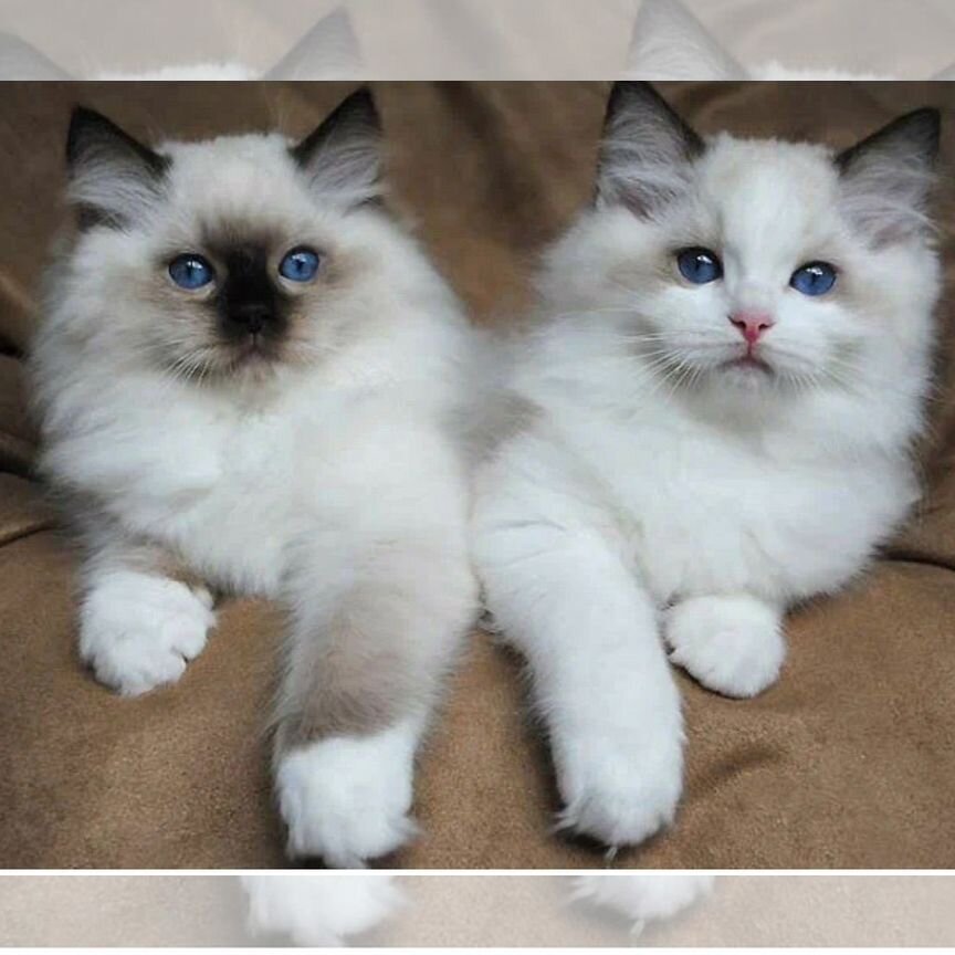 Рэгдолл котёнок