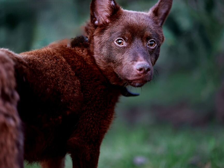 Маленький песик собака в добрые руки бесплатно