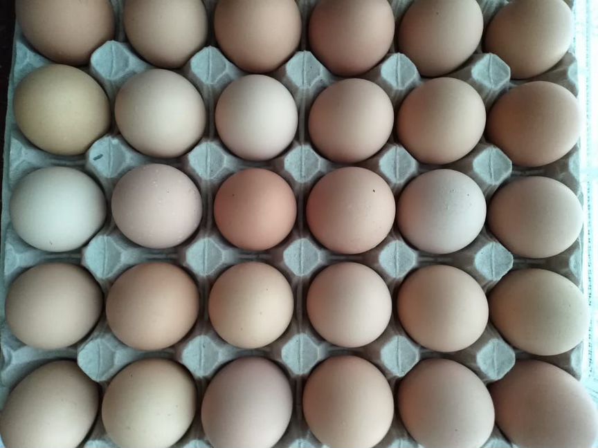 Инкубационное яйцо Бройлер Арбор, несушка