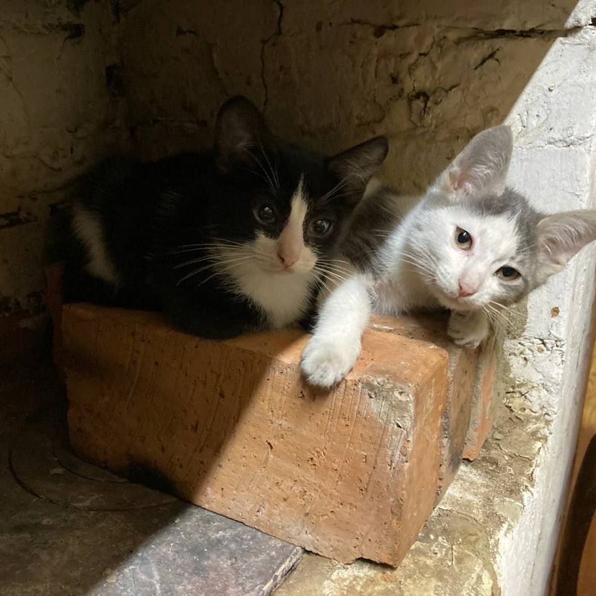 Котята ищут дом