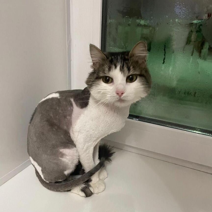 Котик в добрые руки