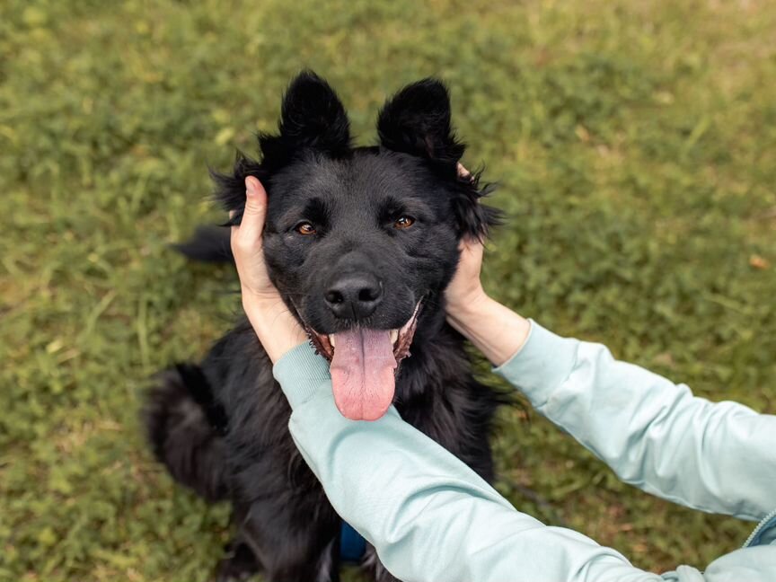 Собака бесплатно