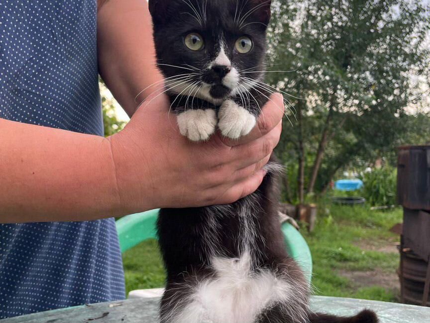 Котенок в добрые руки бесплатно