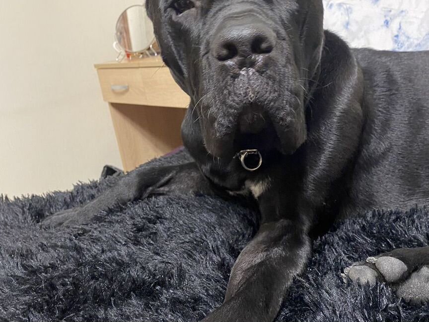 Кане Корсо в добрые руки