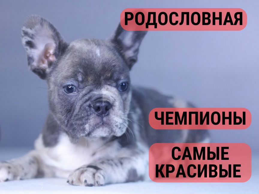 Французский бульдог Голубой мрамор