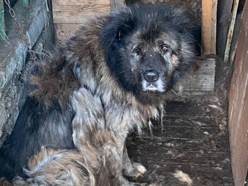 Ищет дом кавказская овчарка, девочка, 7 лет