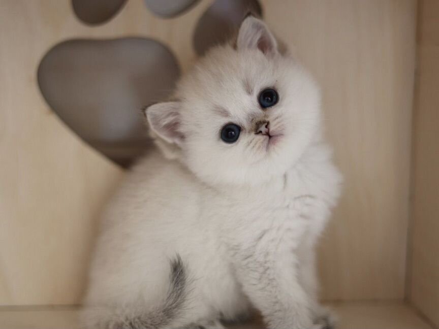 Британская серебристая шиншилла