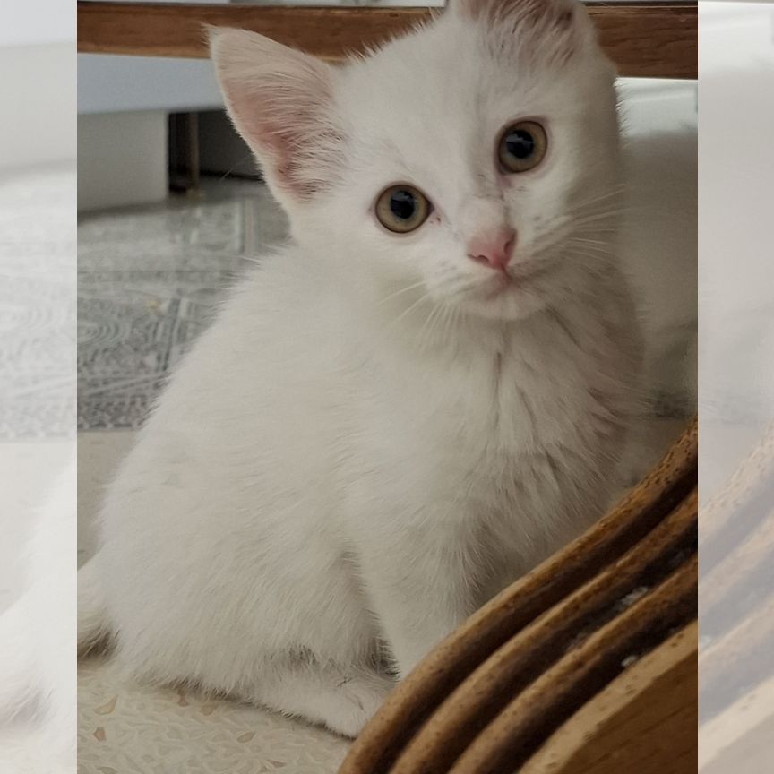 Белый котенок