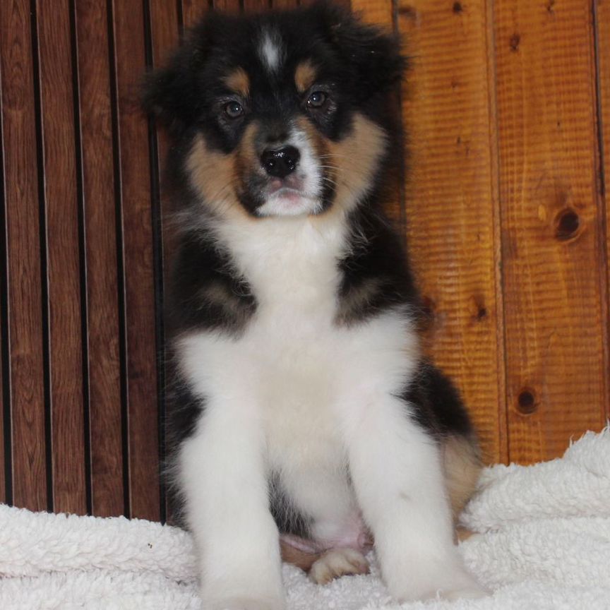 Австралийская овчарка