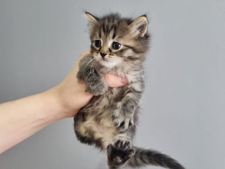 Сибирские котята