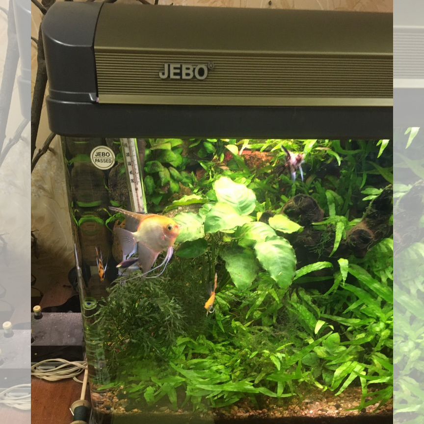 Аквариум jebo