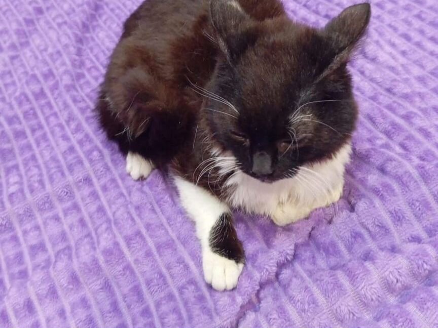 Котенок подросток
