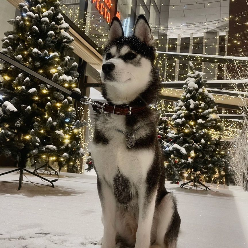 Щенки сибирской хаски