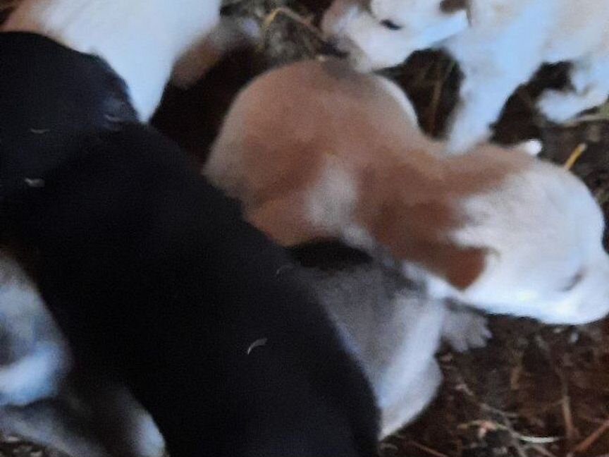 Щенята в добрые руки