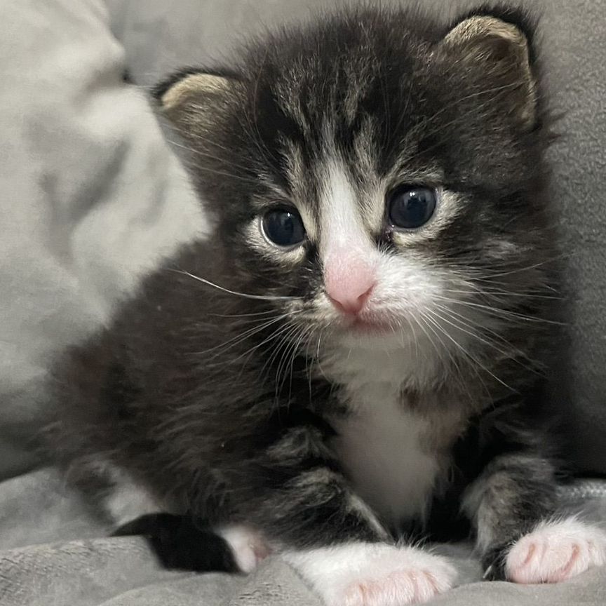Котенок
