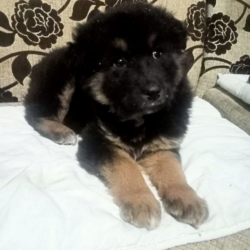 Мальчик смесь с овчаркой