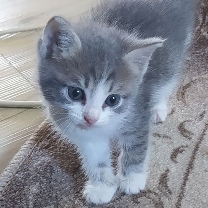 Котятам 1,5месяца