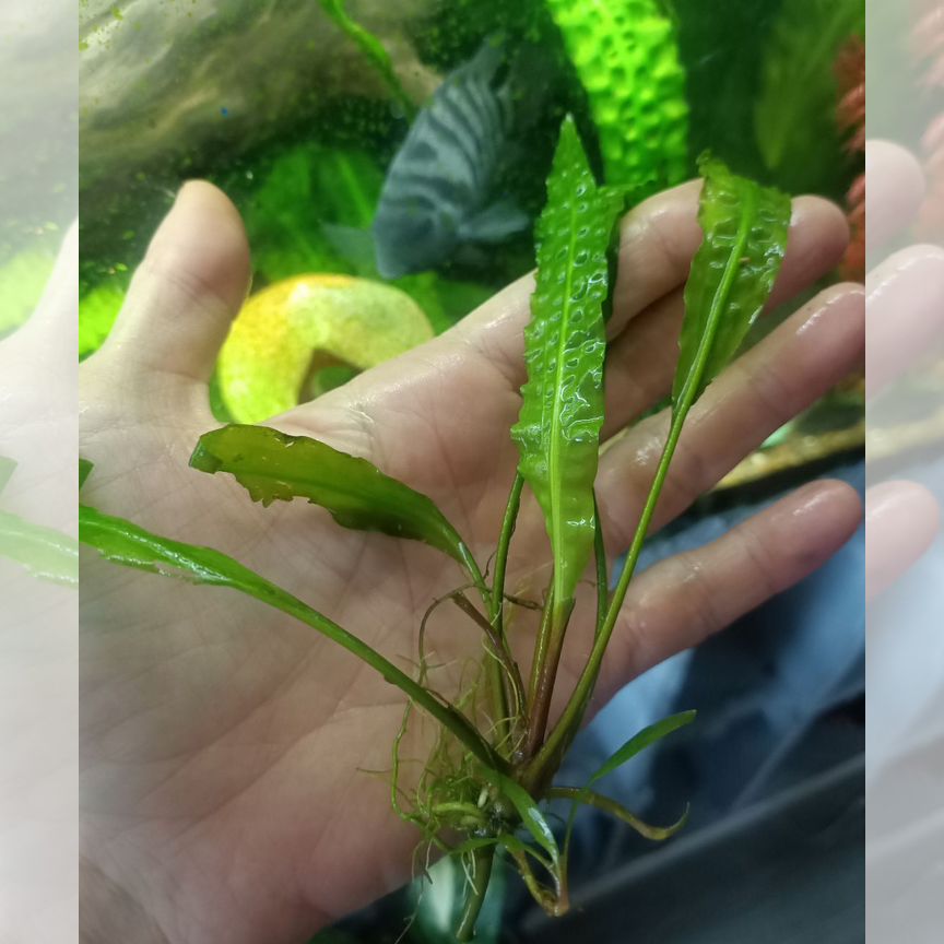 Криптокорина апоногетонолистная