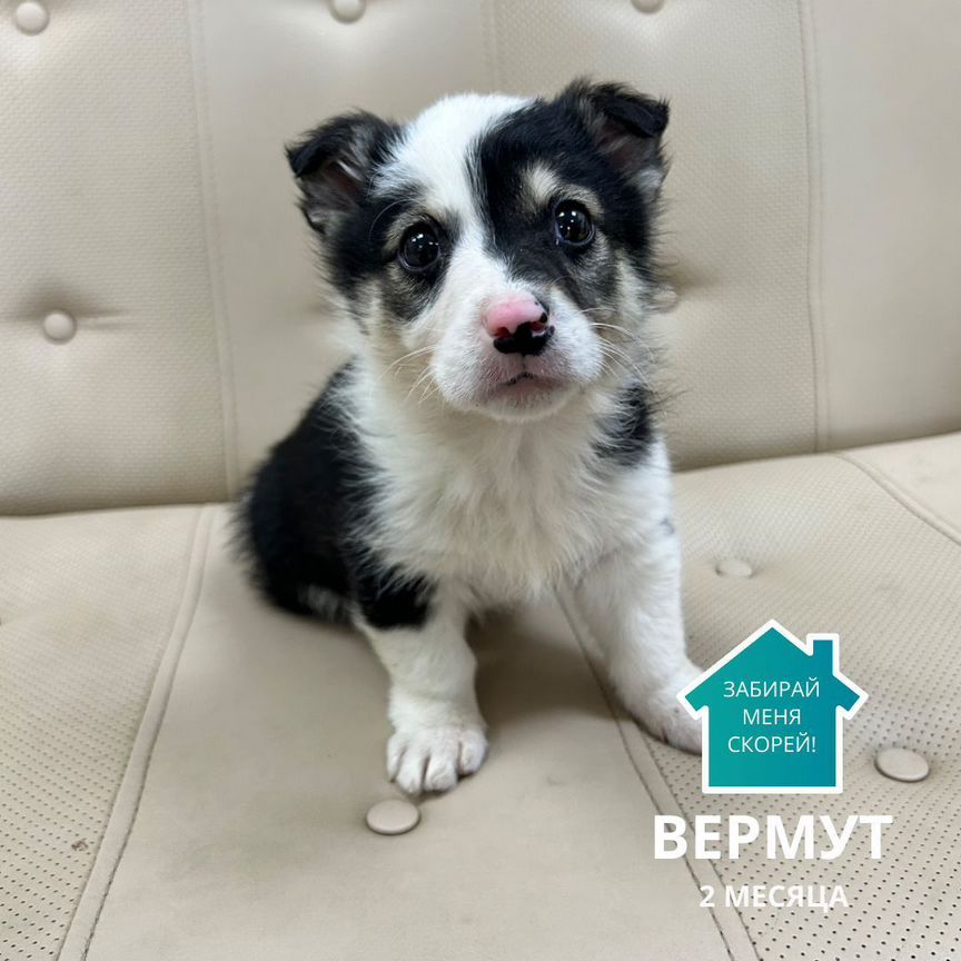 Вермут подарит любовь и преданность