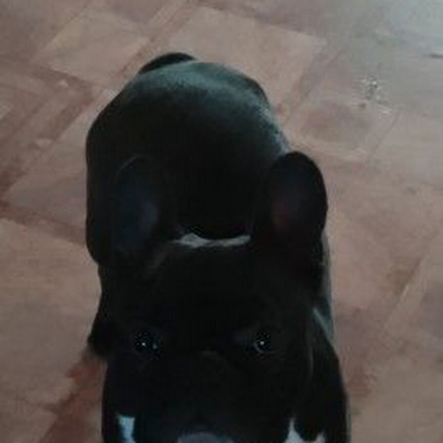 Французский будьдог