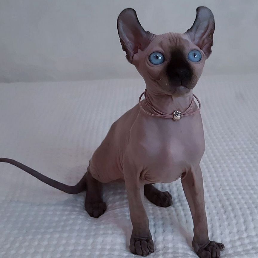 Канадский сфинкс котёнок