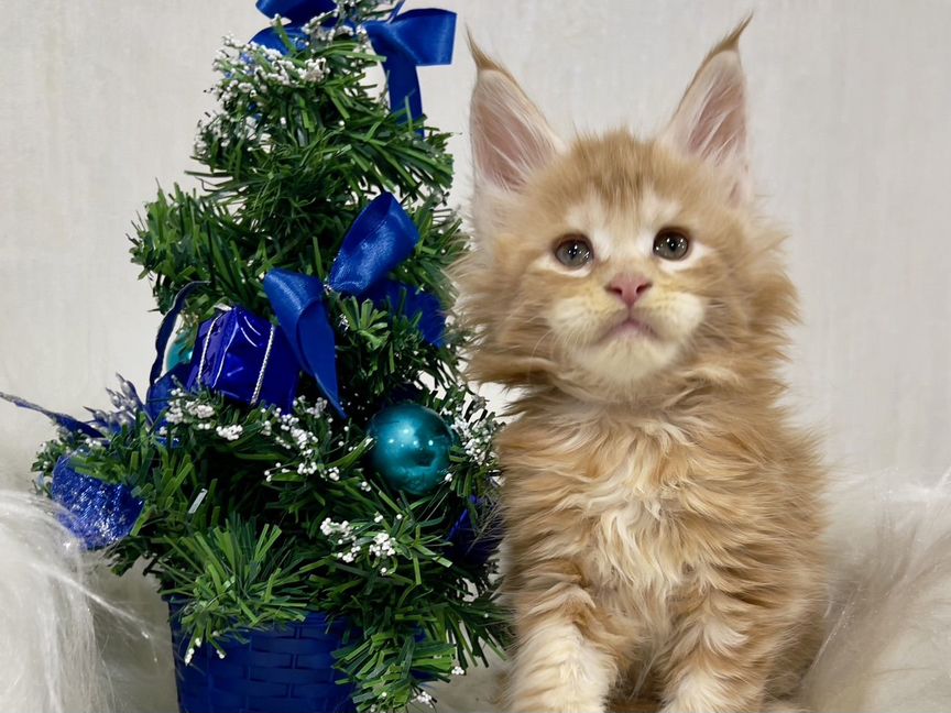 Мейн-кун котята рыжики