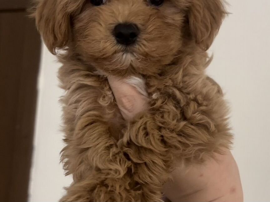 Мальтипу коричневый мальчик