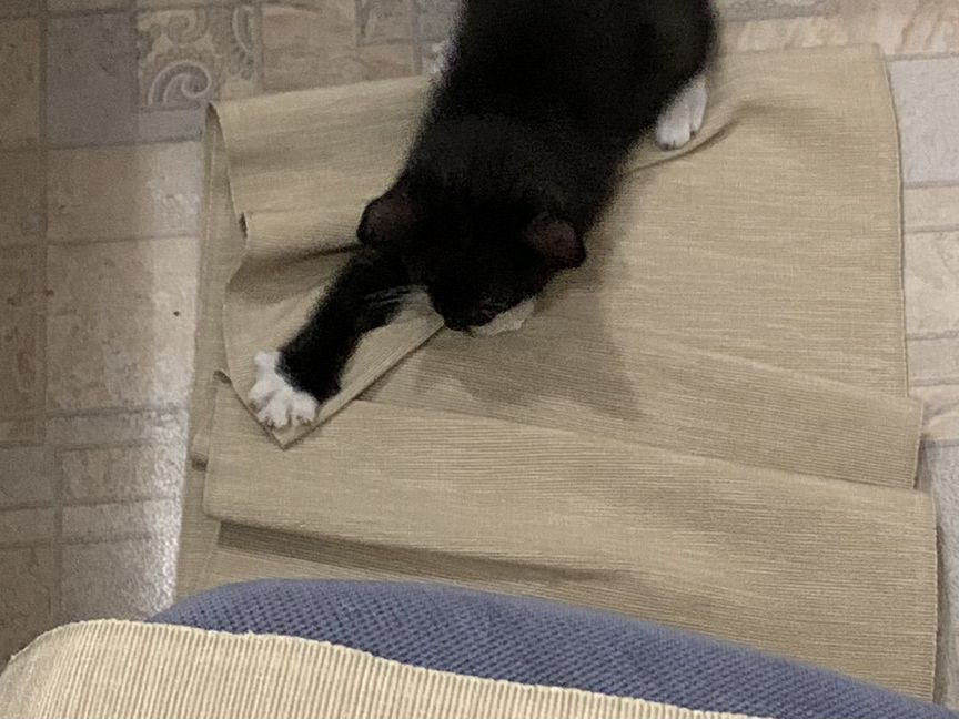 Сиамский котенок мальчик