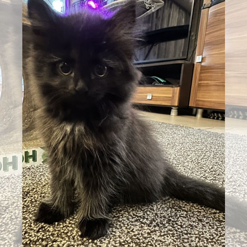 Сибирский котёнок