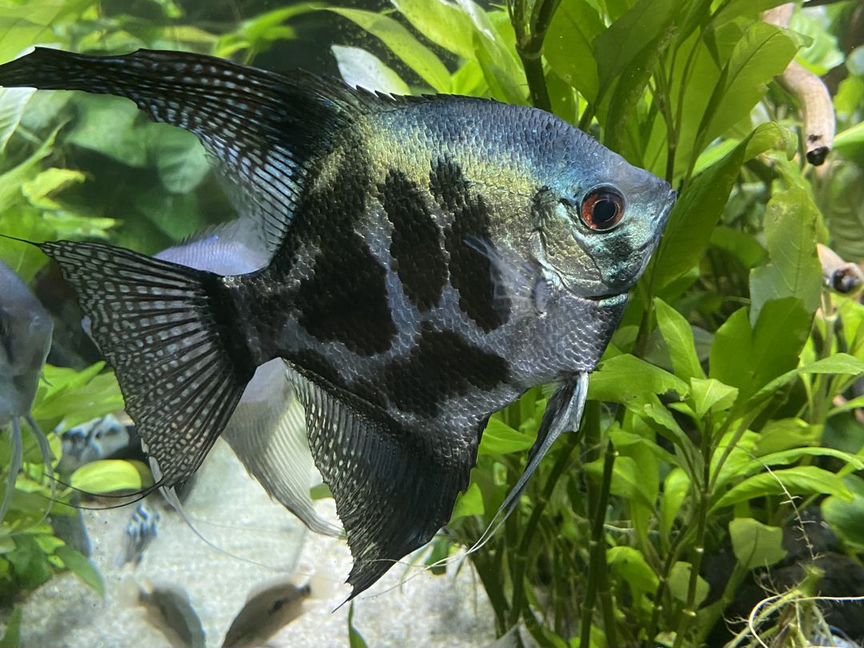 Скалярии бронь до четверга