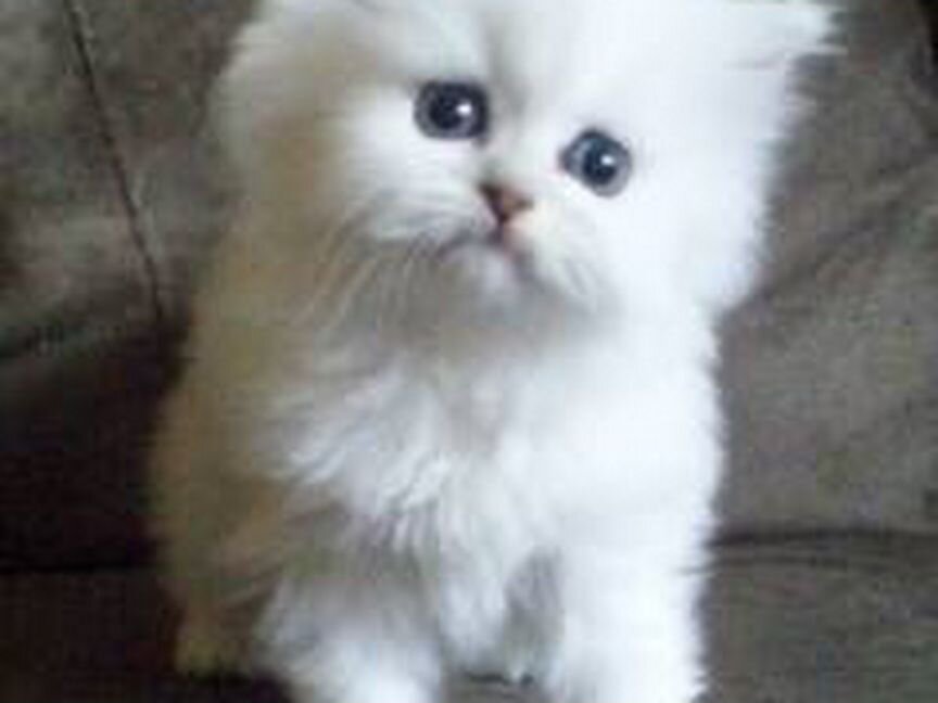 Пушистые британские котята