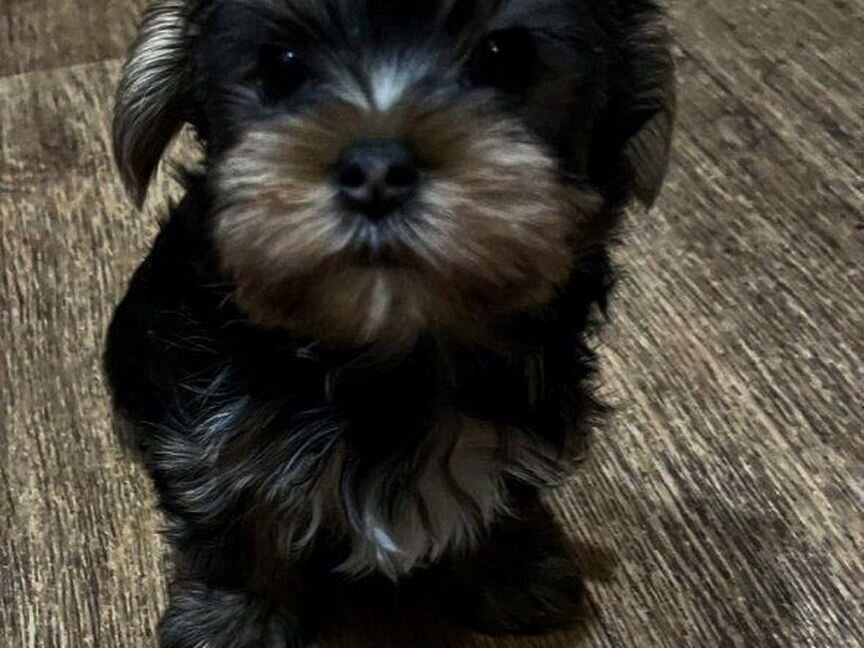 Йоркширский терьер мини