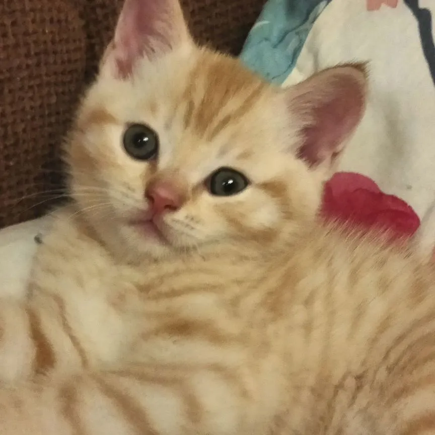 Шотландский рыжий котик