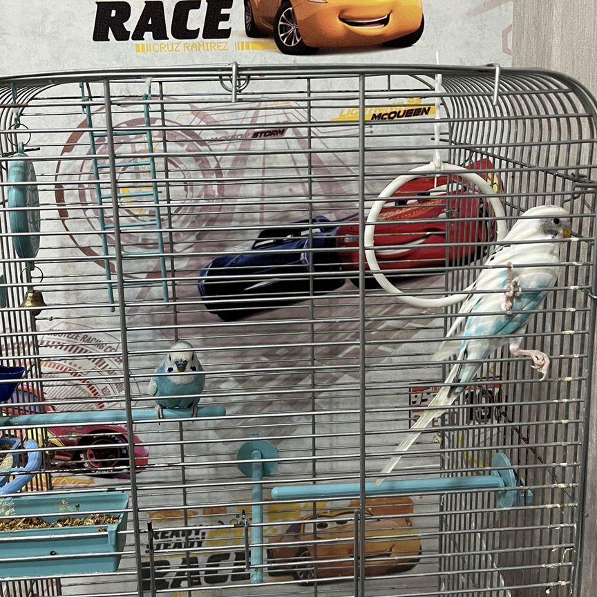 Волнистые попугаи мальчик и девочка