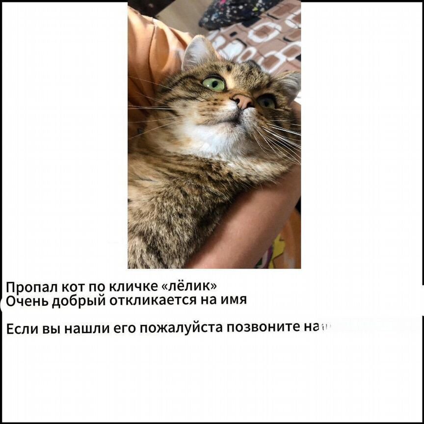 Потерялся кот