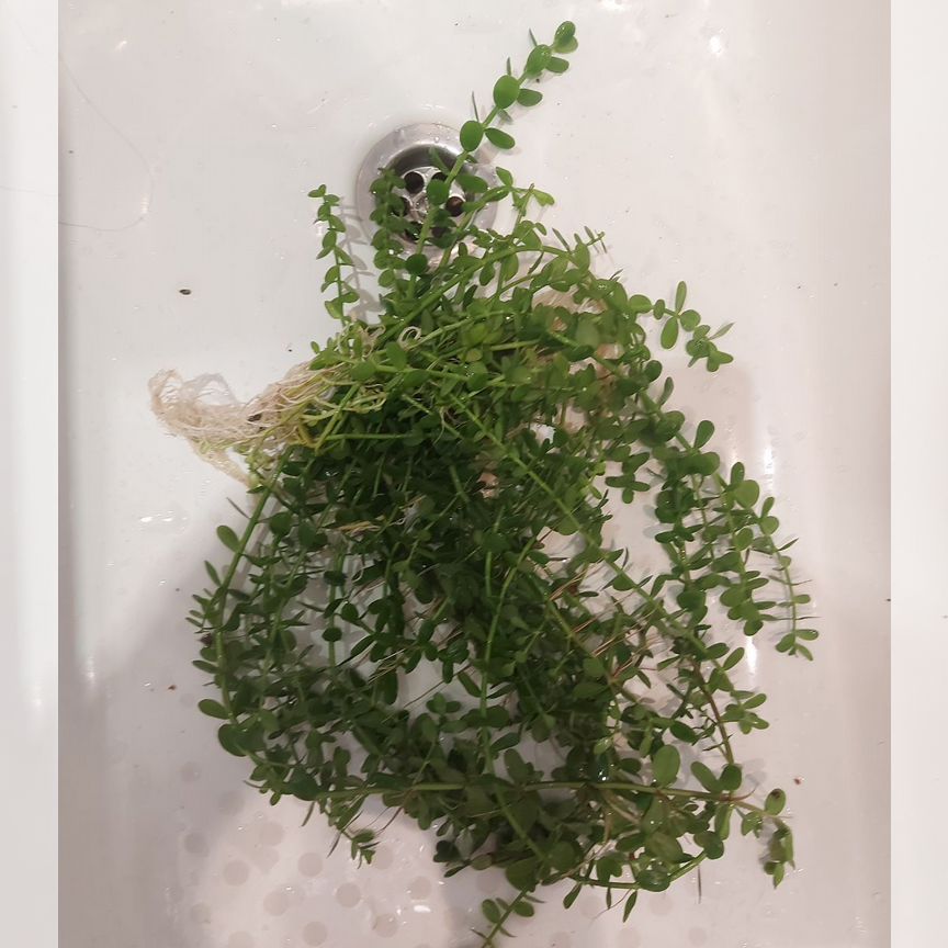 Аквариумная прополка Бакопа Криптокорина