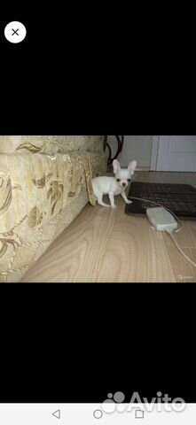 Щенки чихуахуа супер мини