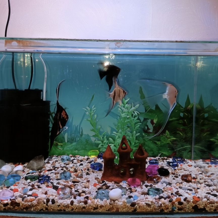 Аквариум с рыбками