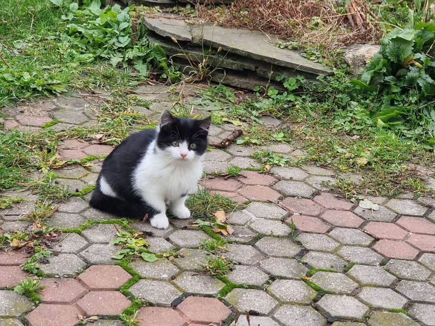 Британский котенок