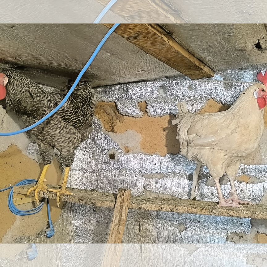 Молодые петухи